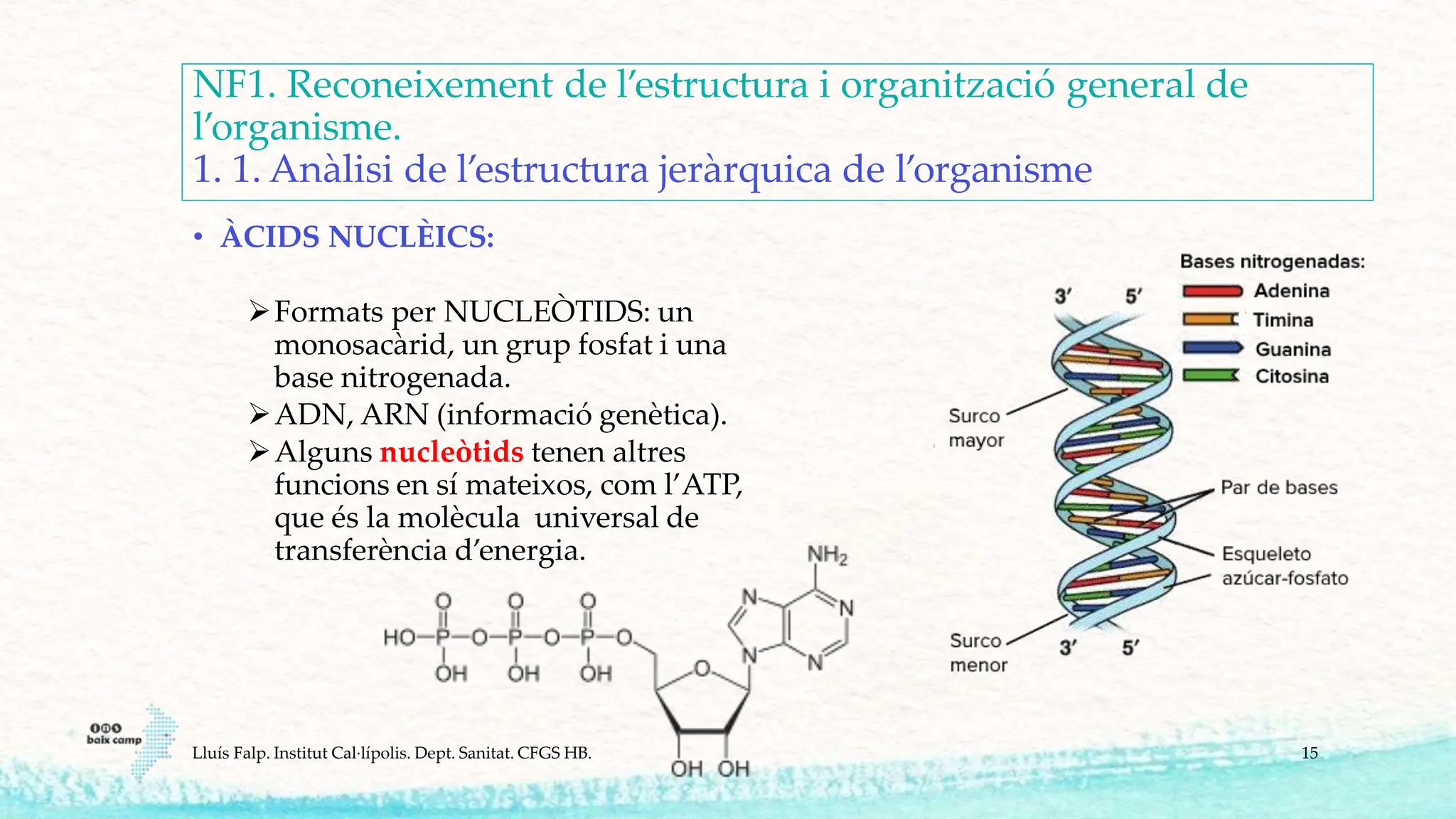 NF1 part 1 Jerarquia estructural dels éssers vius | PPTX