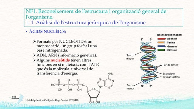 NF1 part 1 Jerarquia estructural dels éssers vius | PPT