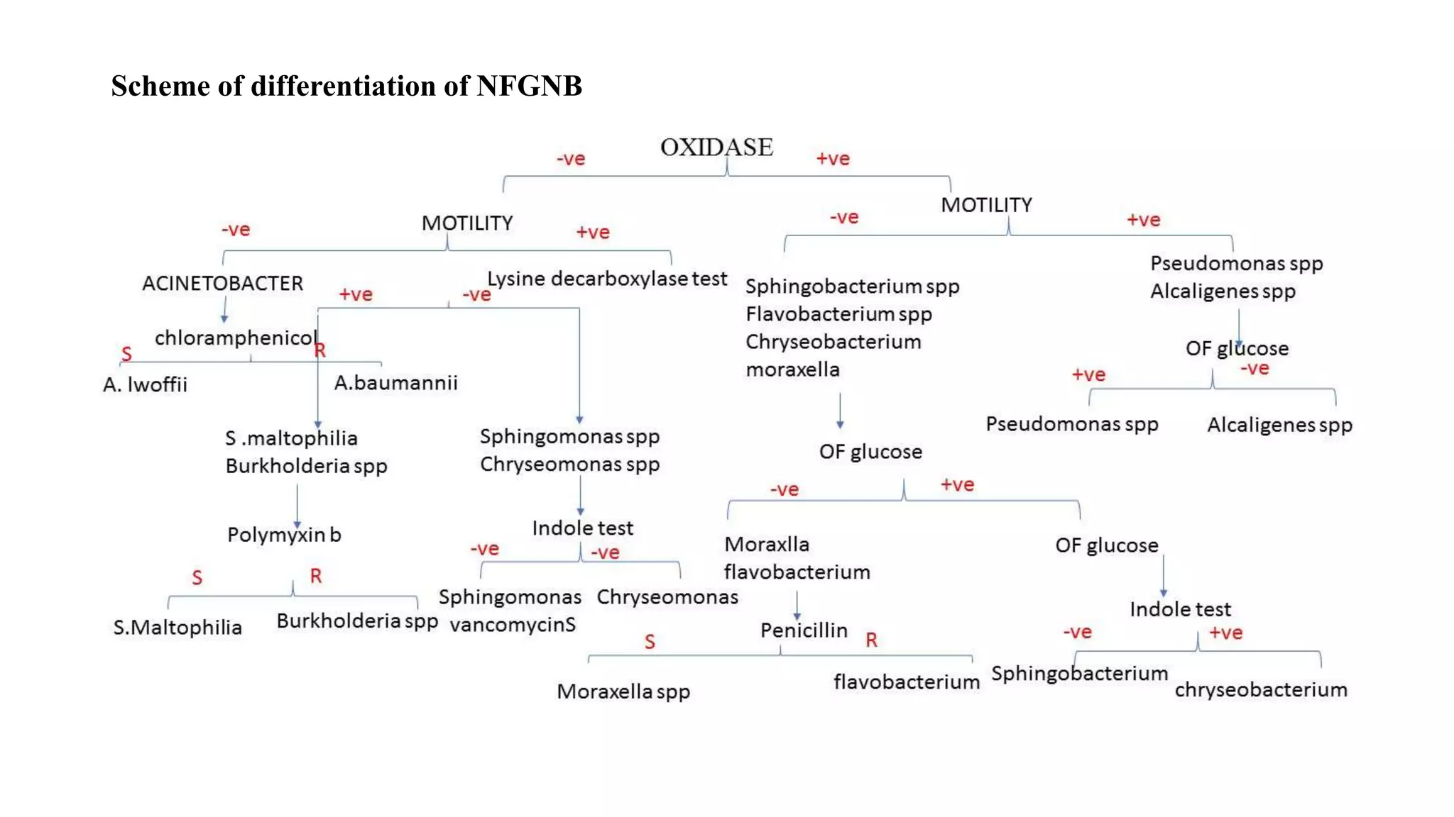 Non-Fermentative Gram negative bacilli | PPTX