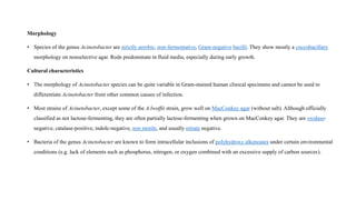 Non-Fermentative Gram negative bacilli | PPTX