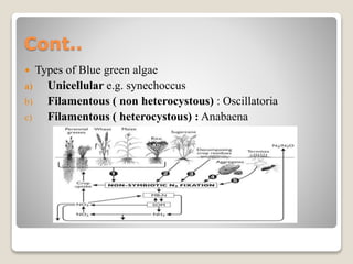 nitrogen fixation | PPTX