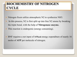 nitrogen fixation | PPTX