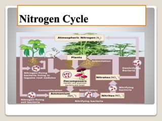 nitrogen fixation | PPTX | Gardening | Home & Garden