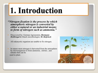 nitrogen fixation | PPTX | Gardening | Home & Garden