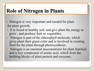 nitrogen fixation | PPTX
