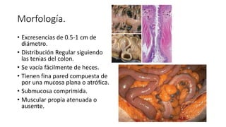 Anatomia patologica del colon | PPTX