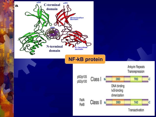 "NF-kB " Pathway: Nuclear Factor Kappa Beta | PPT | Genetics | Science