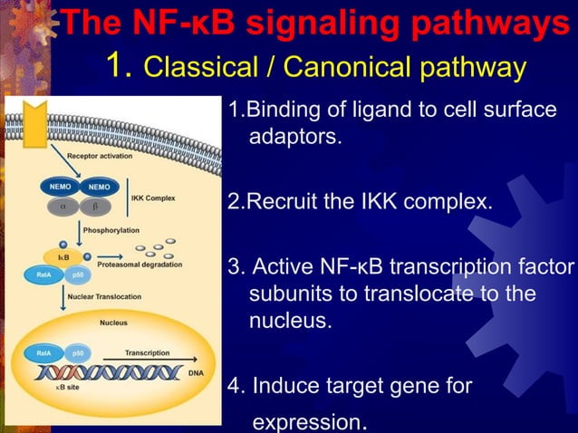 "NF-kB " Pathway: Nuclear Factor Kappa Beta | PPT | Genetics | Science