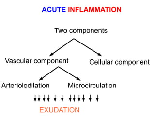 INFLAMMATION PHYSIOLOGY | PDF