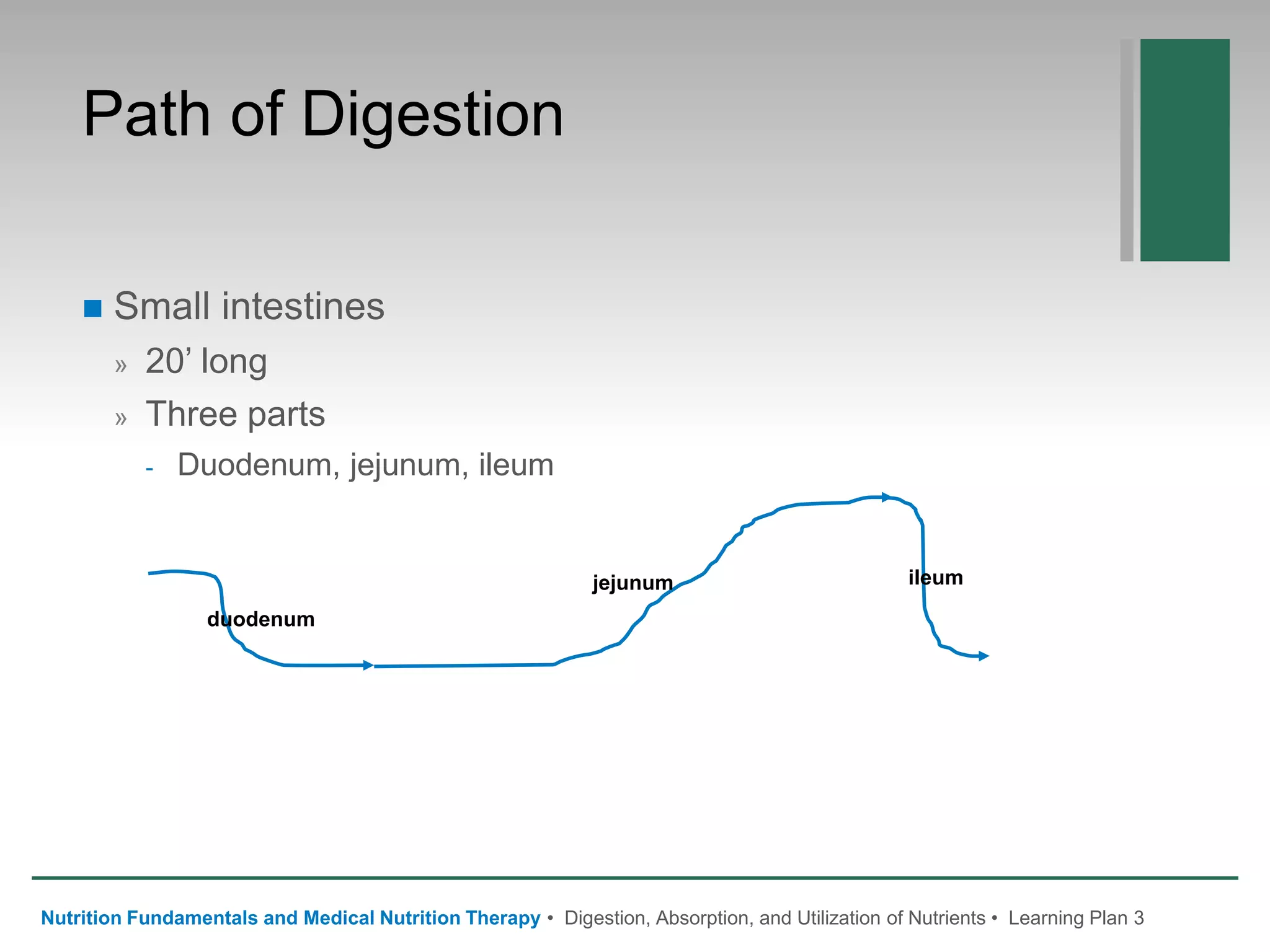 NFMNT Chapter 3 Digestion, Absorption, and Utilization of Nutrients | PPTX