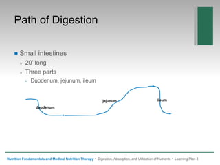NFMNT Chapter 3 Digestion, Absorption, and Utilization of Nutrients | PPTX