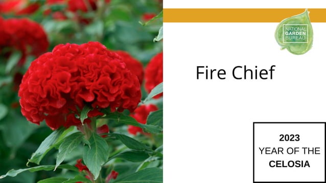 NGB Year of PPT Celosia 2023.pptx