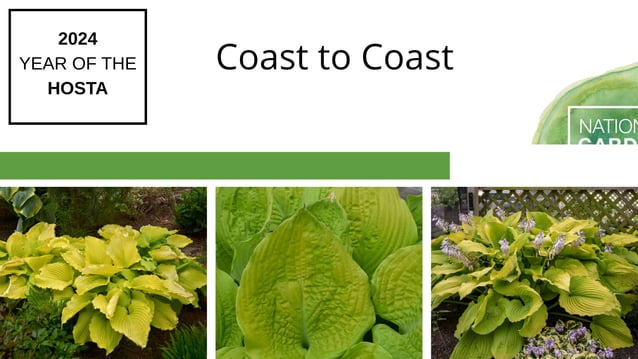 NGB Year of PPT Hosta 2024.pptx | Free Download