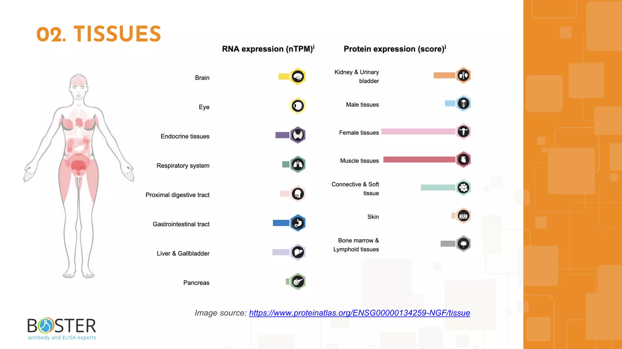 Learn NGF/NGF Beta in 3 minutes | Beta-nerve growth factor | PPTX