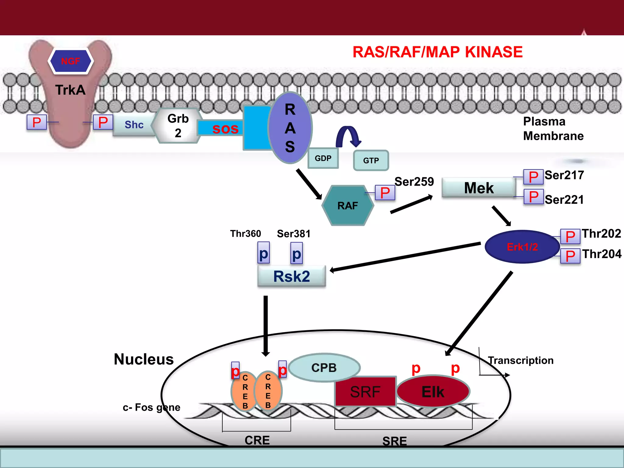 Nerve growth factor (NGF) Signalling pathways. | PPTX