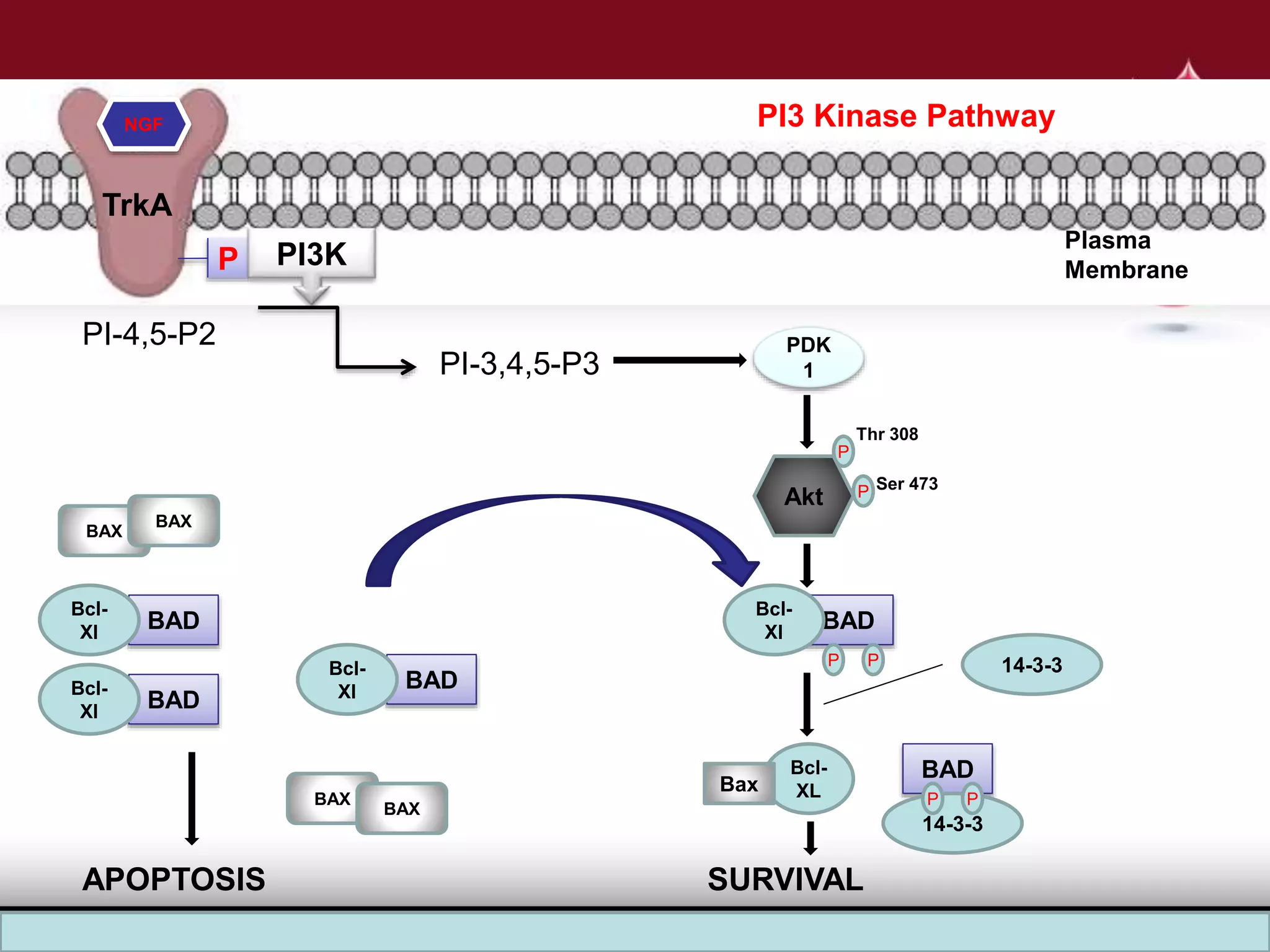 Nerve growth factor (NGF) Signalling pathways. | PPTX