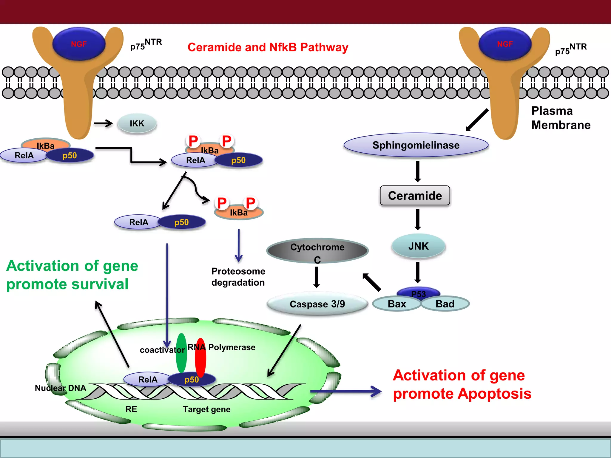 Nerve growth factor (NGF) Signalling pathways. | PPTX