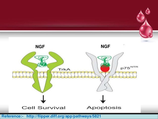 Nerve growth factor (NGF) Signalling pathways.