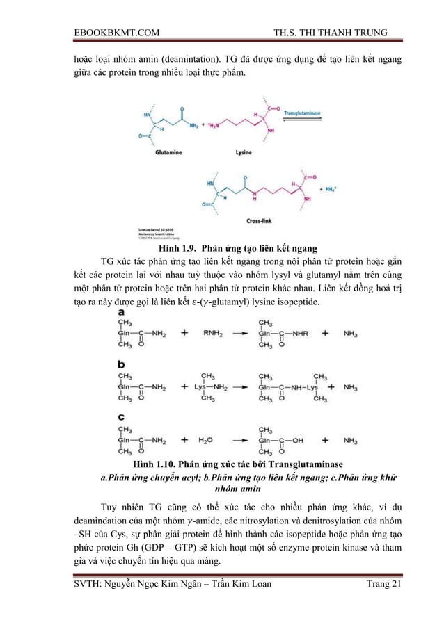 Nghiên cứu ứng dụng enzyme transglutaminase thương phẩm trong công nghệ ...