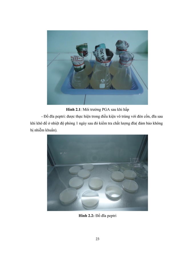 Nghiên cứu ứng dụng nấm mốc từ bánh men đề thu nhận enzym amylase | PDF