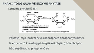 Tim hieu ve enzyme phytase rat khong hay.pptx