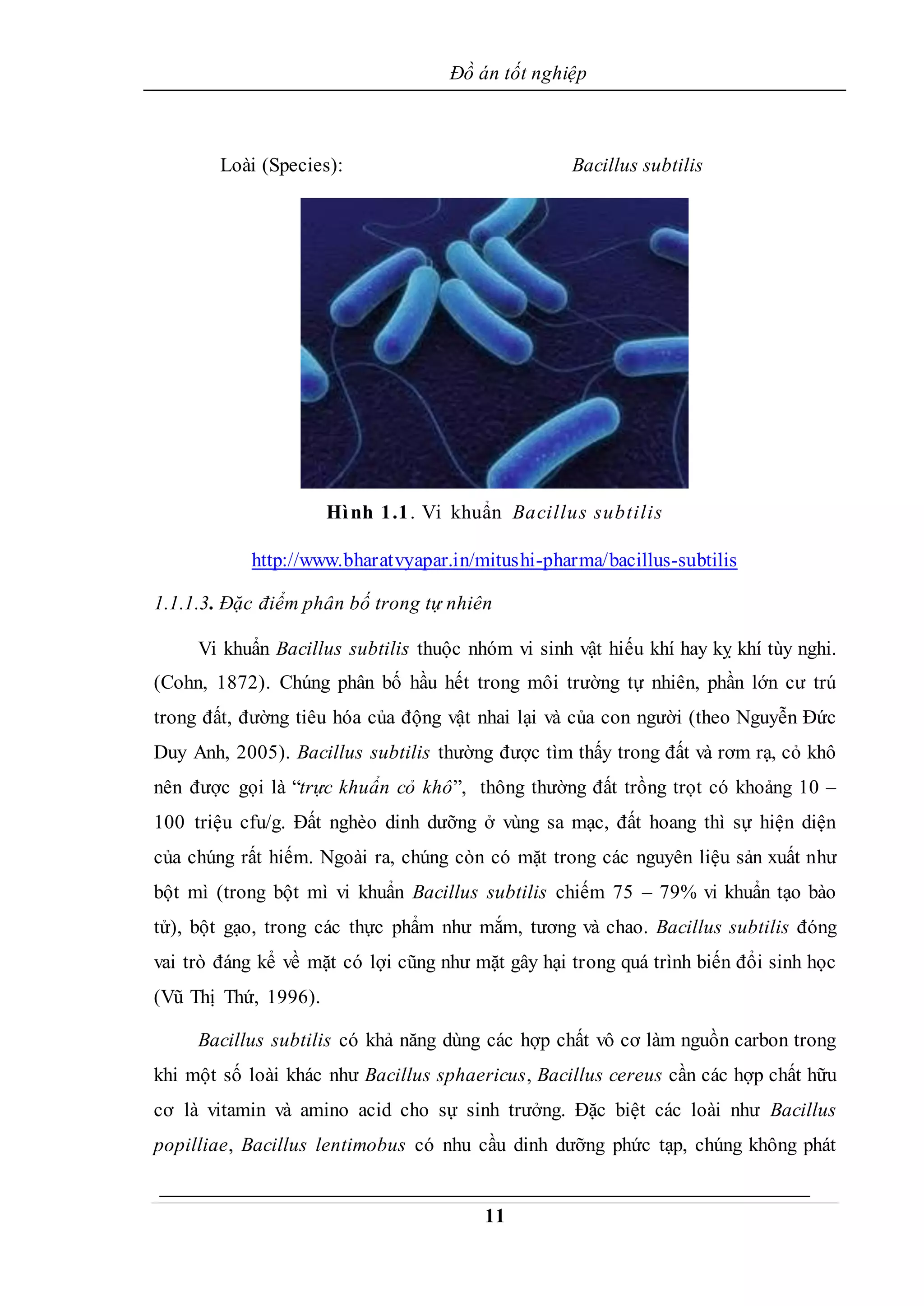 Nghiên cứu sản xuất vi khuẩn bacillus subtilis và lactobacillus tăng ...