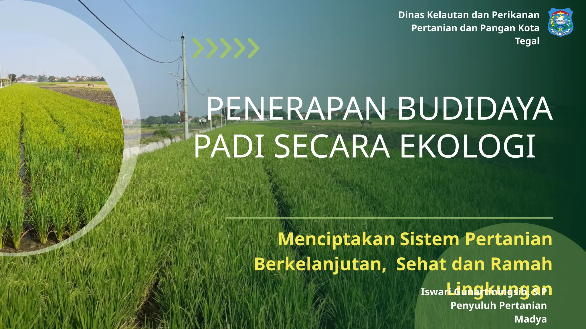 Budidaya Padi Secara Ekologi di Lahan Demplot.ppt