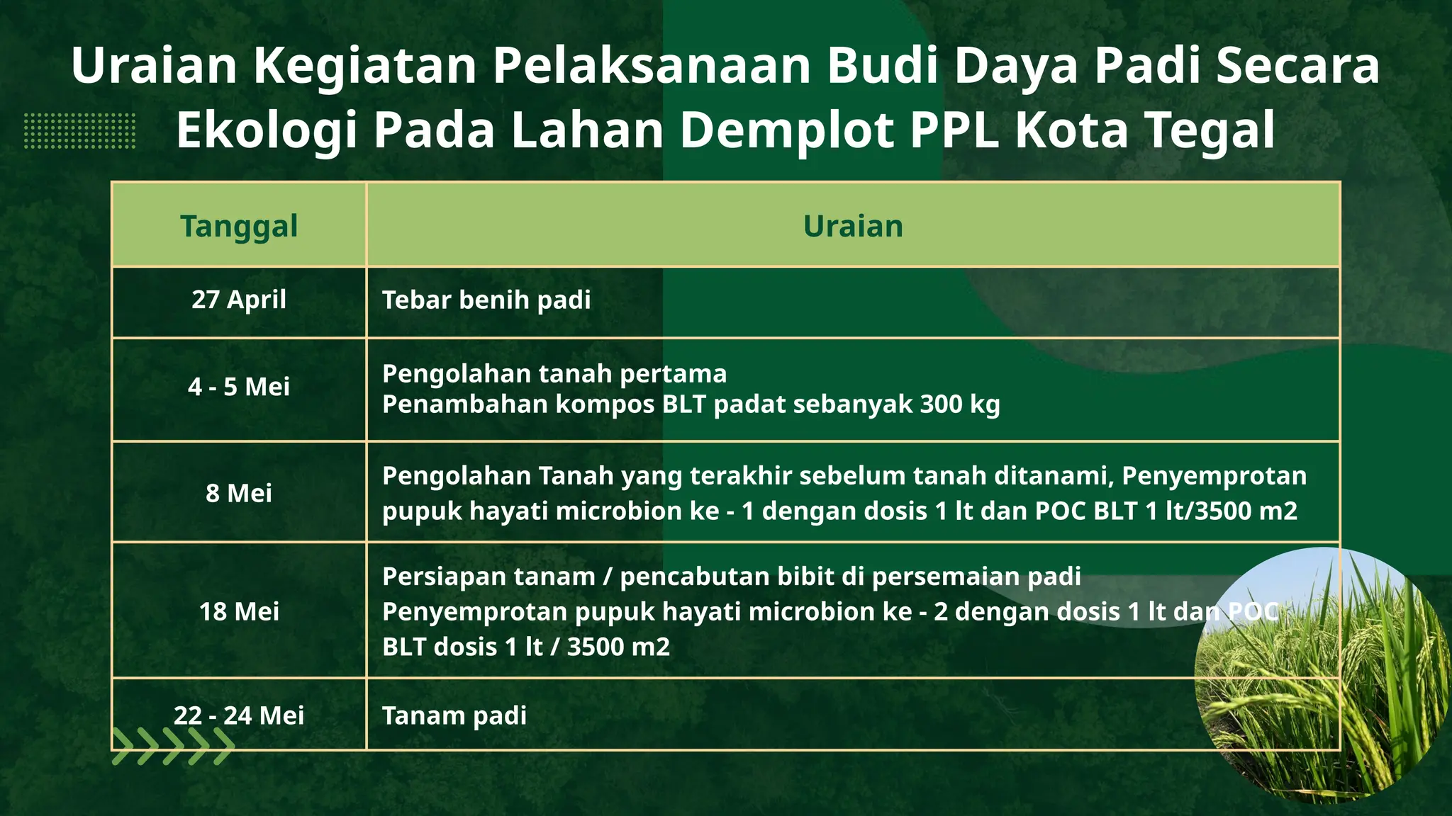 Budidaya Padi Secara Ekologi di Lahan Demplot.ppt