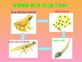 Bai Thuyet Trinh con ech_ GV Ngoc Yen | PPT | Reptiles | Pets