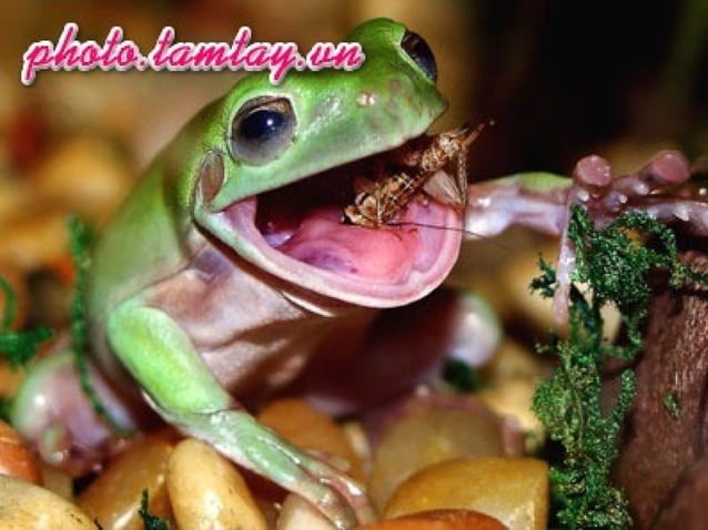 Bai Thuyet Trinh con ech_ GV Ngoc Yen | PPT | Reptiles | Pets