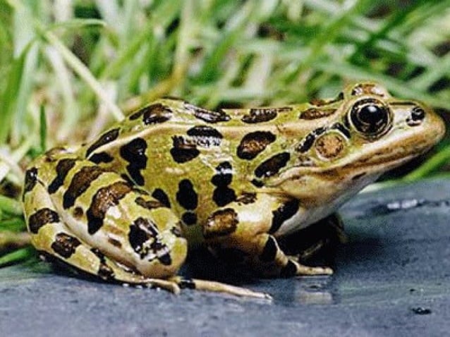 Bai Thuyet Trinh con ech_ GV Ngoc Yen | PPT