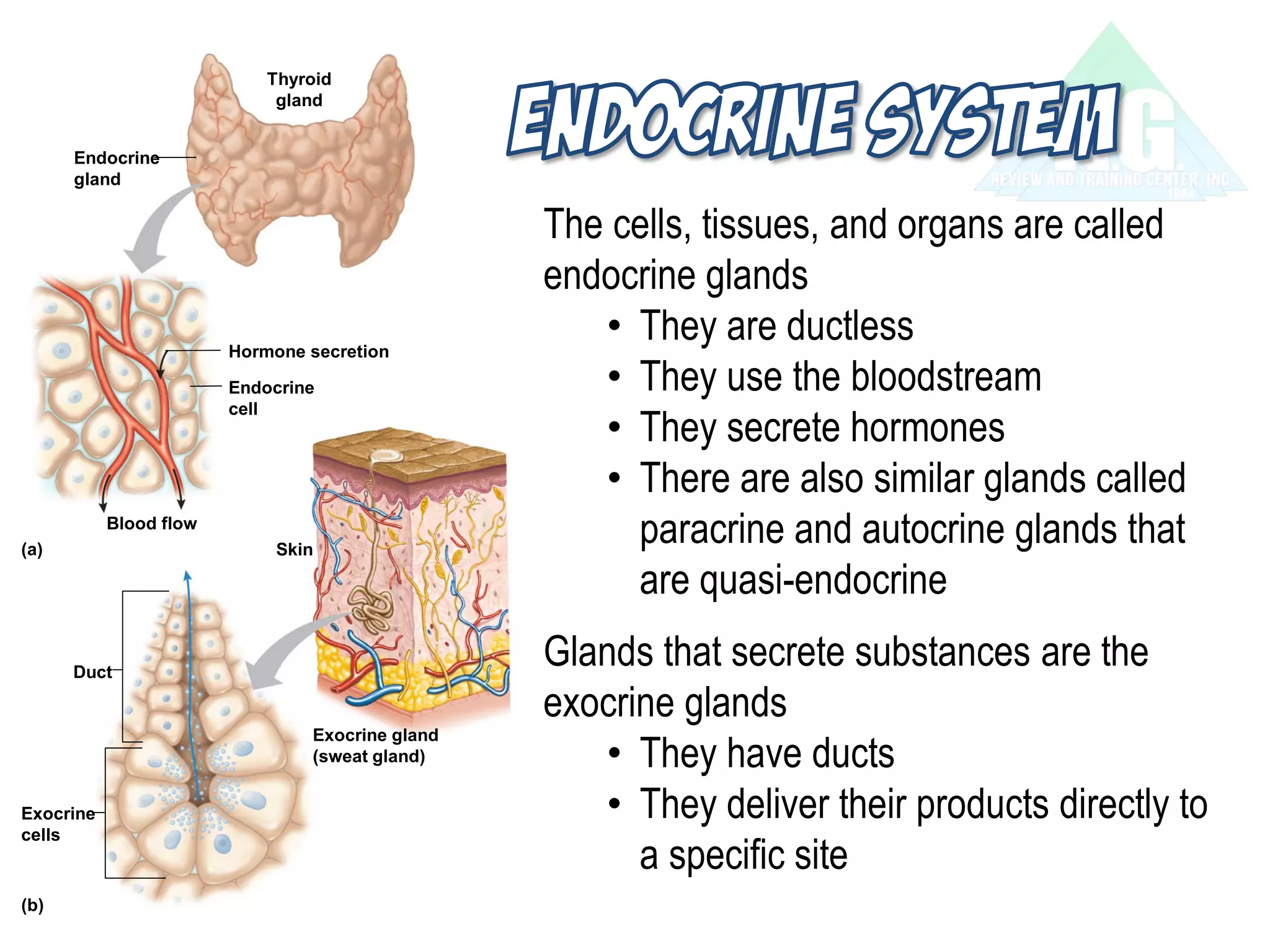 NGRTCI Endocrine System Anatomy Lecture | PPT