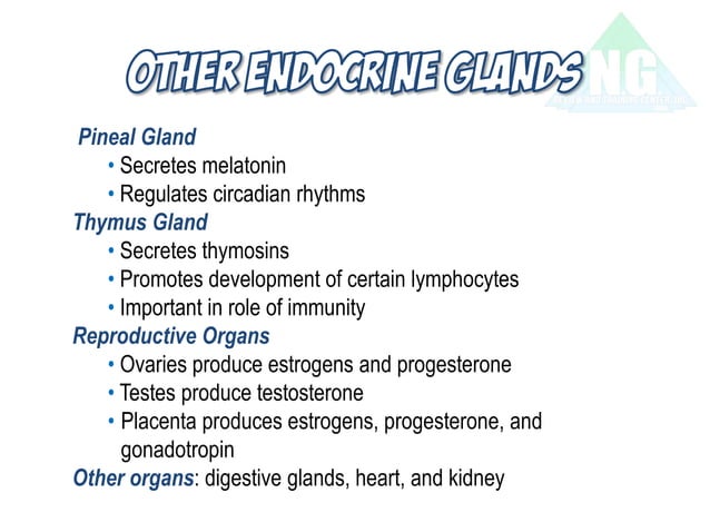 NGRTCI Endocrine System Anatomy Lecture | PPT