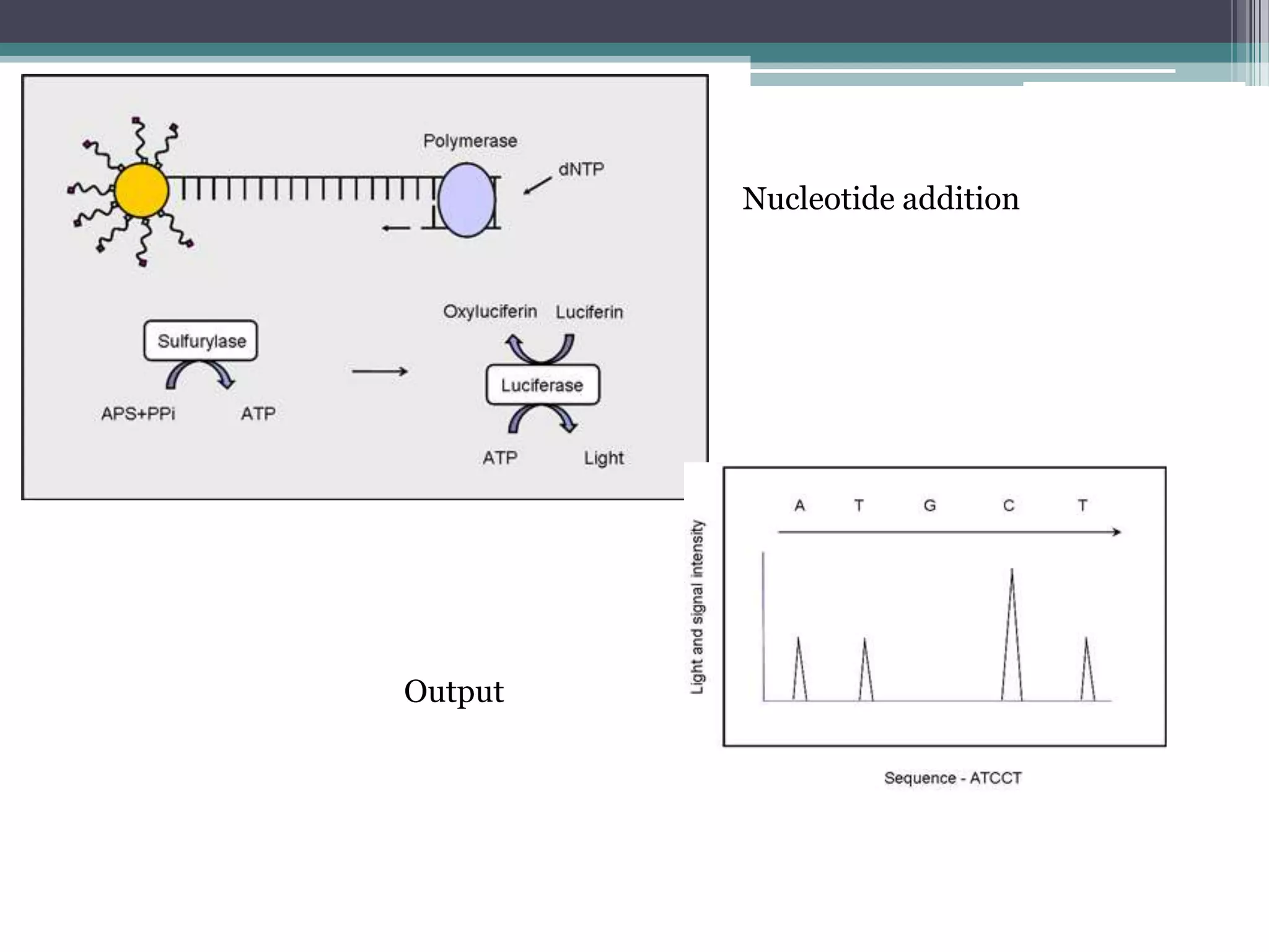 NEXT GENERATION SEQUENCING | PPTX