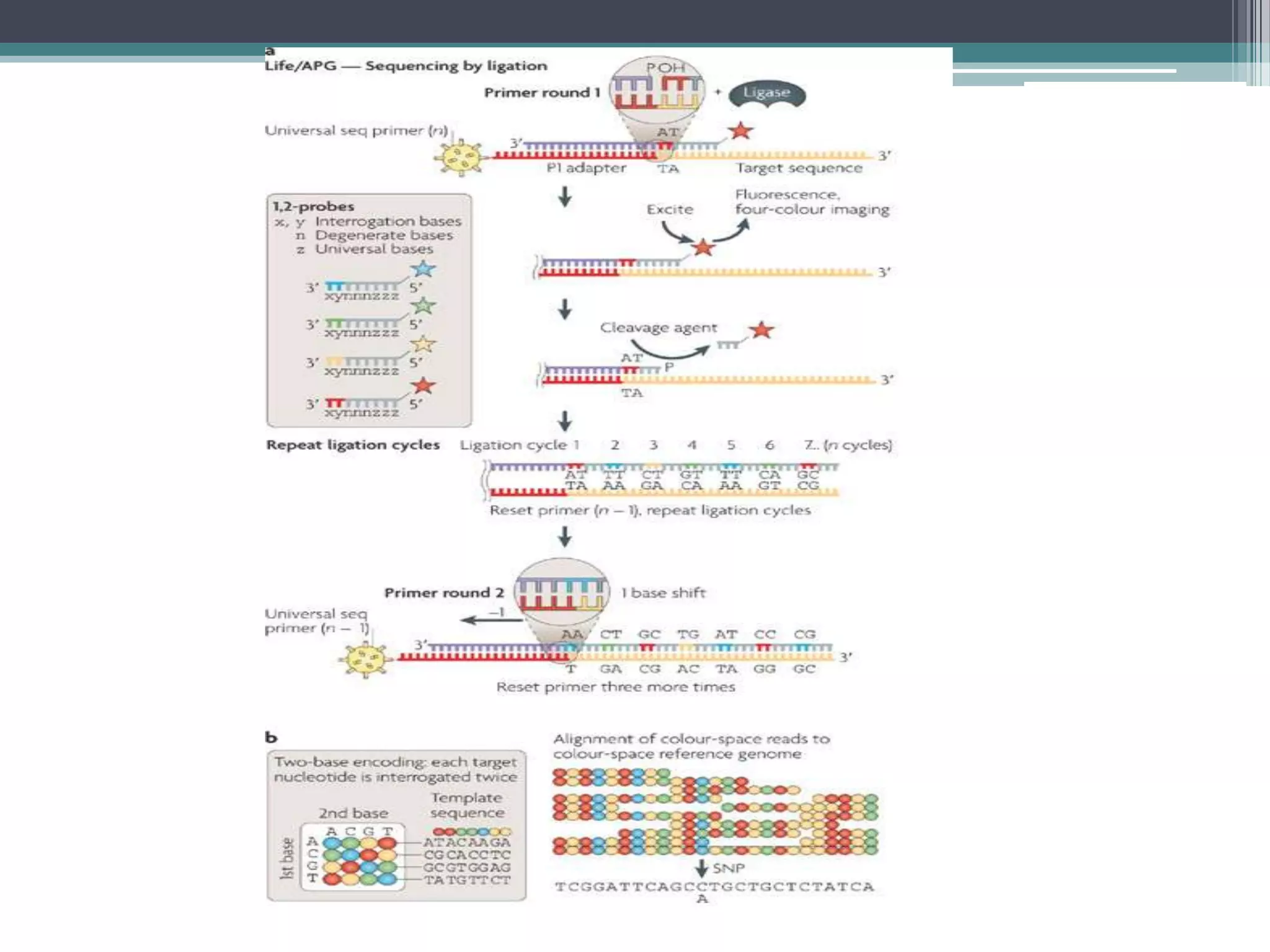 NEXT GENERATION SEQUENCING | PPTX
