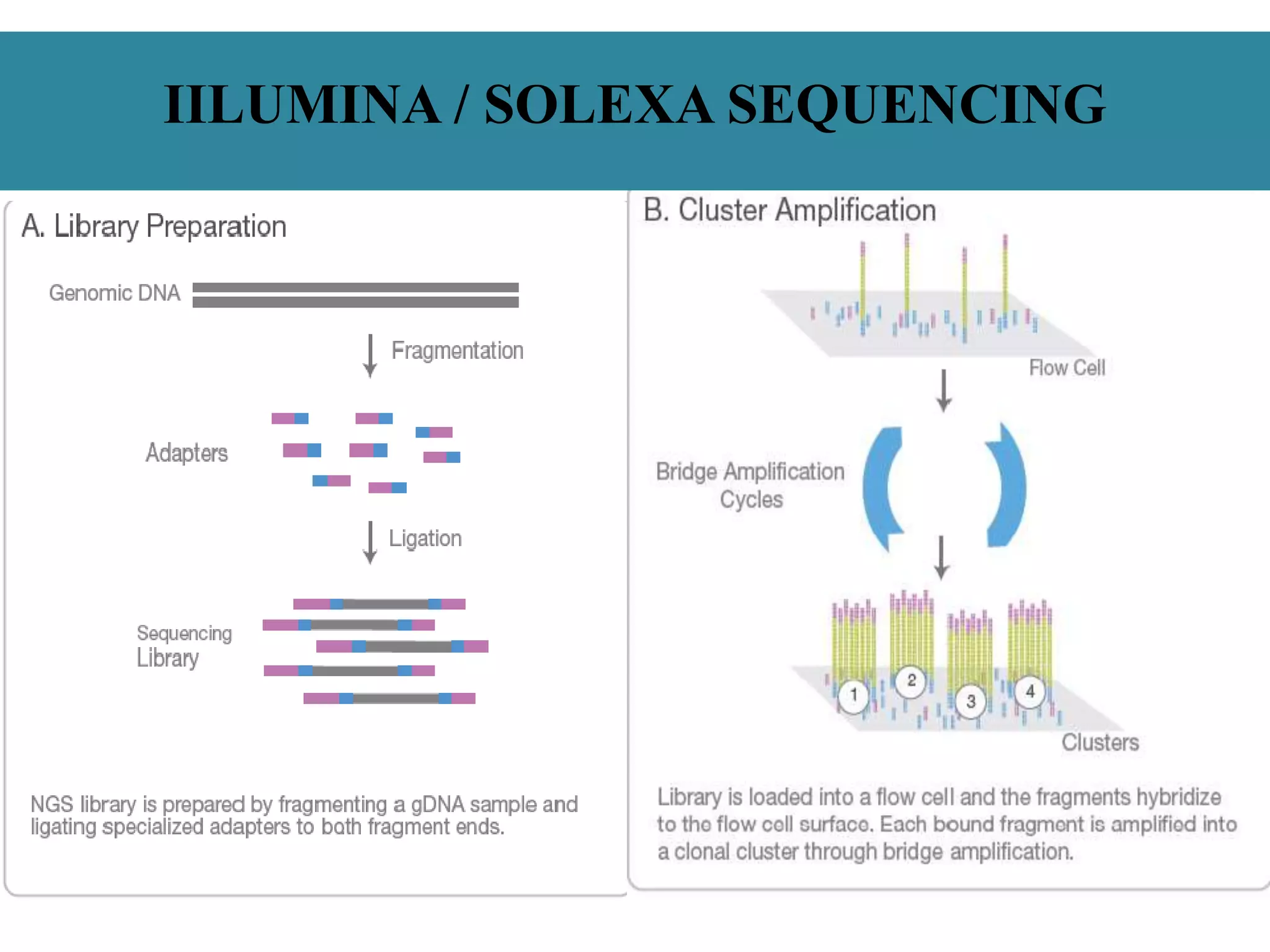 Next generation sequencing | PPTX