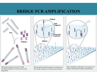 Next generation sequencing | PPTX