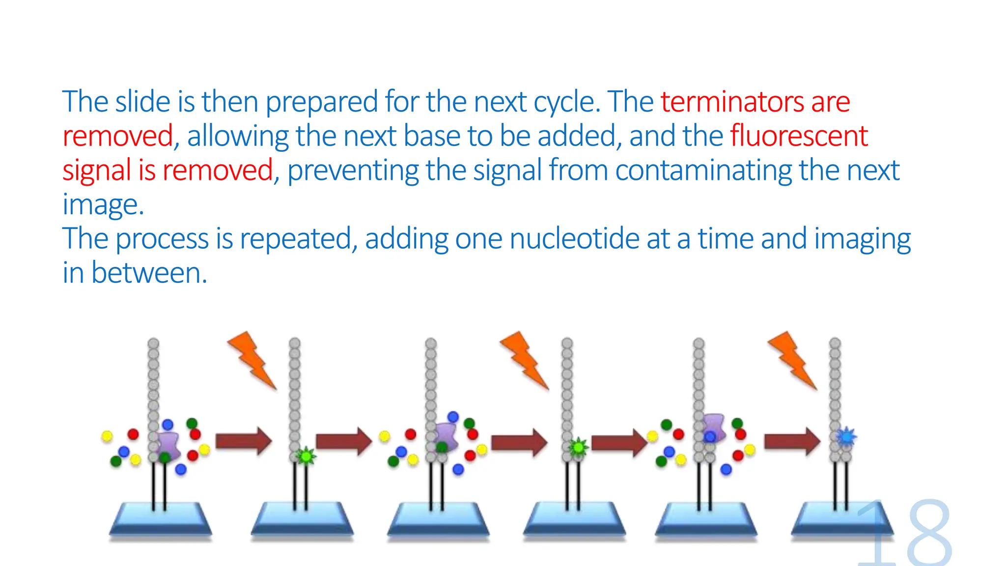 Next Generation Sequence Analysis and genomics | POTX