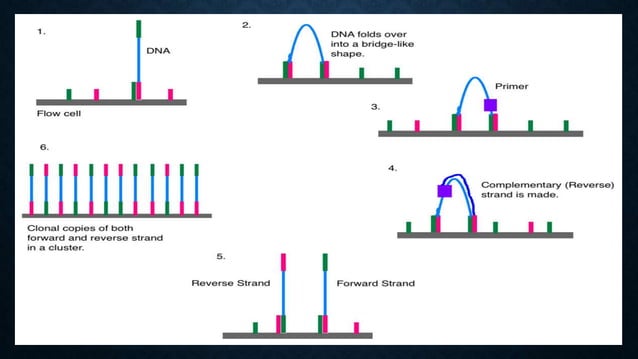 Next Generation Sequencing | PPTX