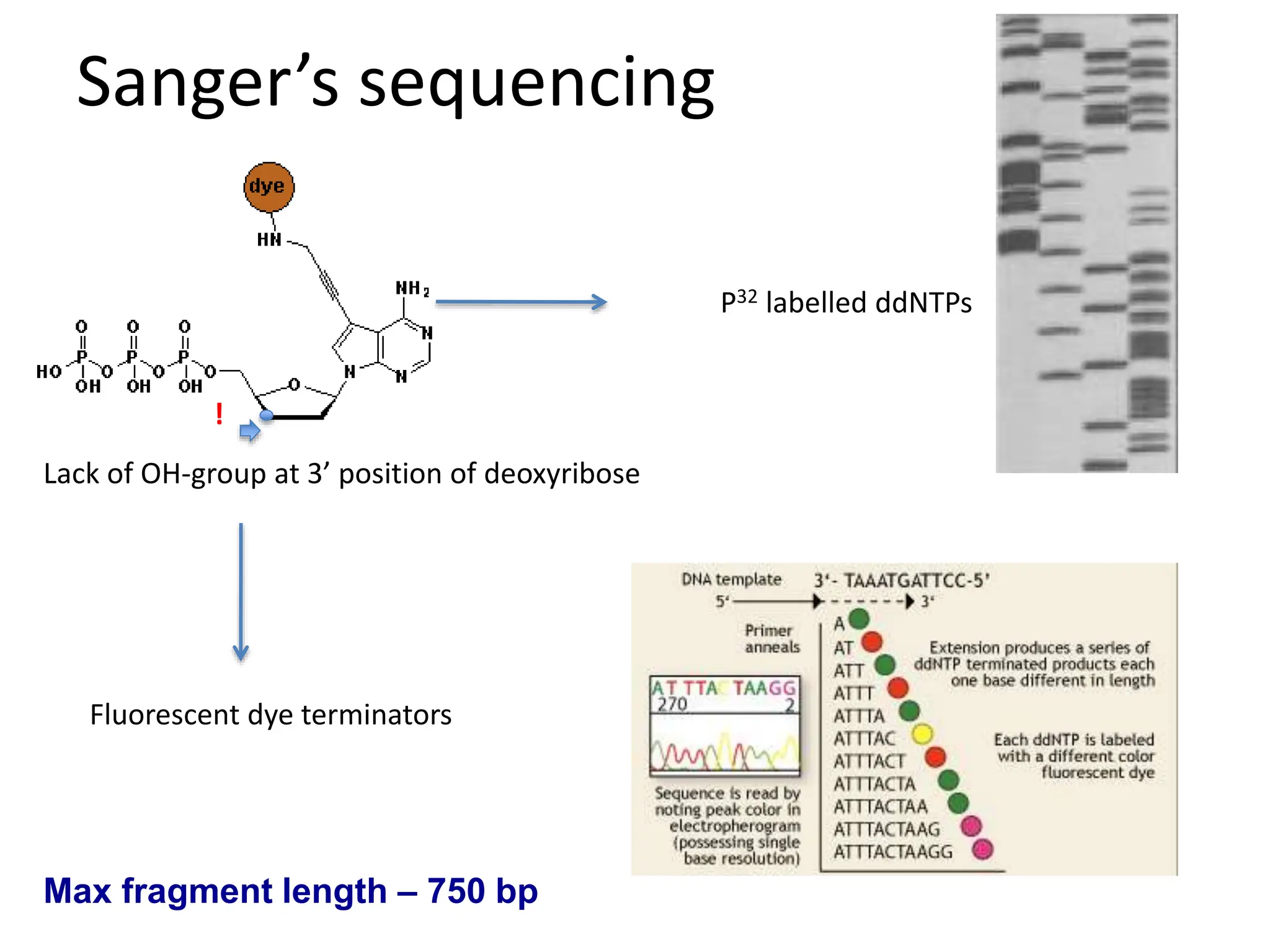 Next Generation Sequencing - An Overview | PPTX