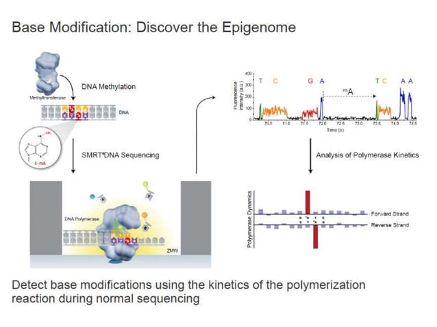 Next Generation Sequencing - An Overview | PPTX | Biological Sciences ...