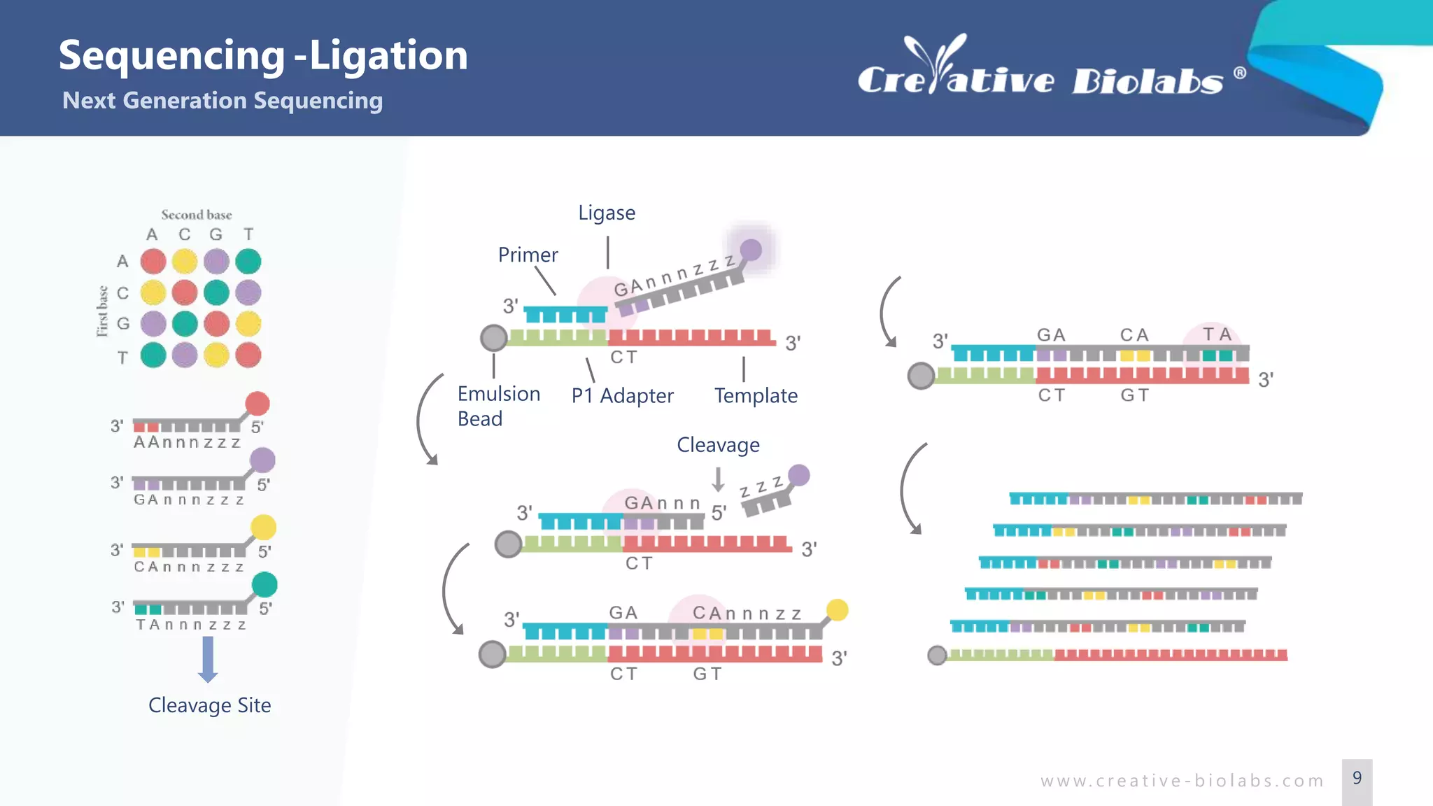 NGS Introduction - Creative Biolabs | PPTX