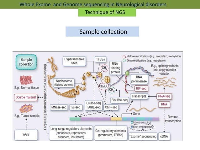 Ngs presentation | PPTX | Genetics | Science