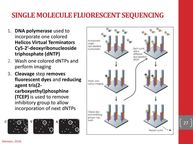 Introduction to Next Generation Sequencing | PPTX | Chemistry | Science