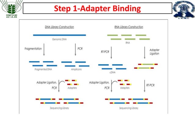 Next Generation Sequencing application in virology | PPTX | Genetics ...