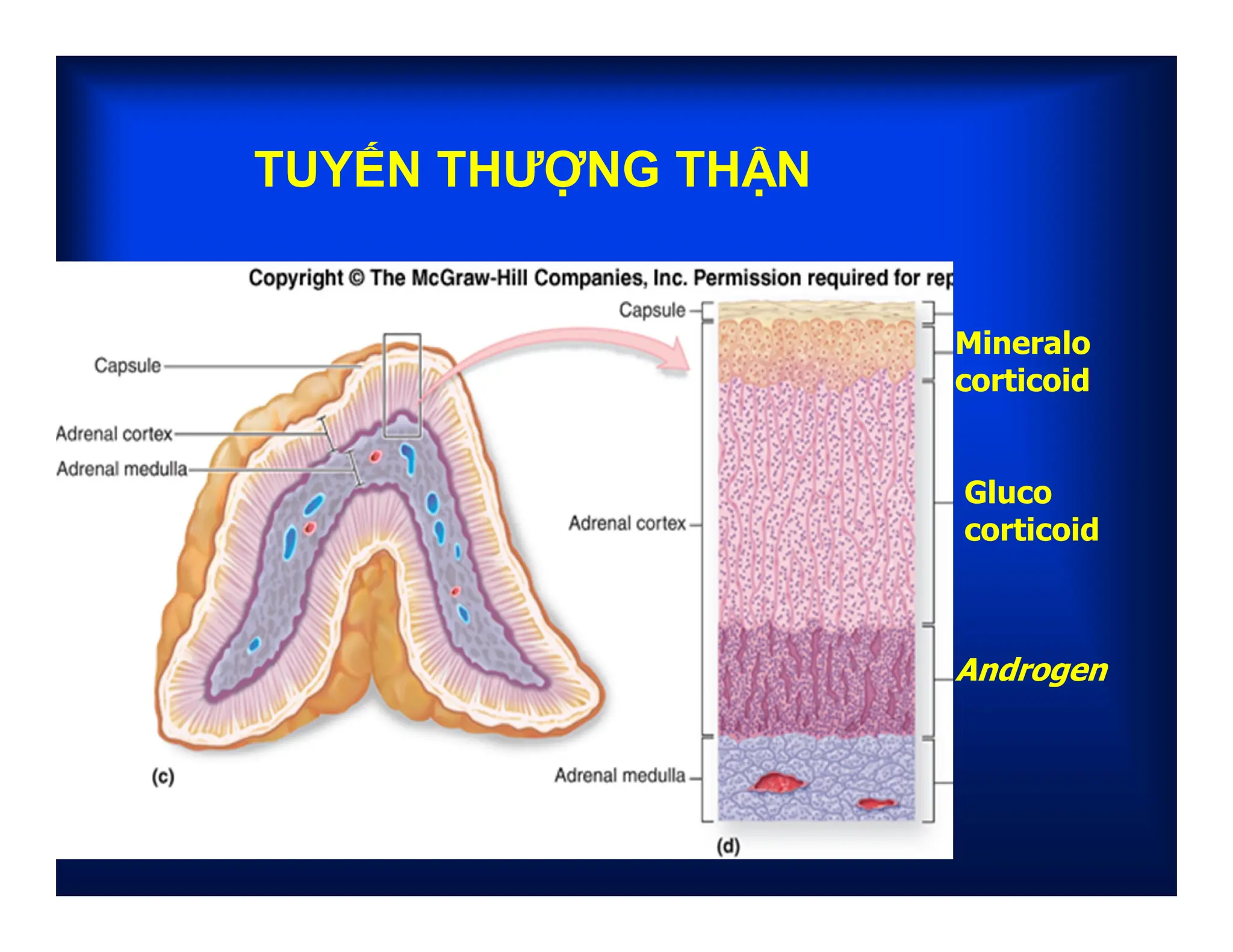 NGUYÊN TẮC SỬ DỤNG CORTICOID.pdf