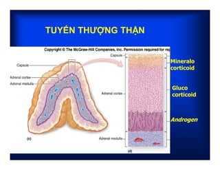 NGUYÊN TẮC SỬ DỤNG CORTICOID.pdf