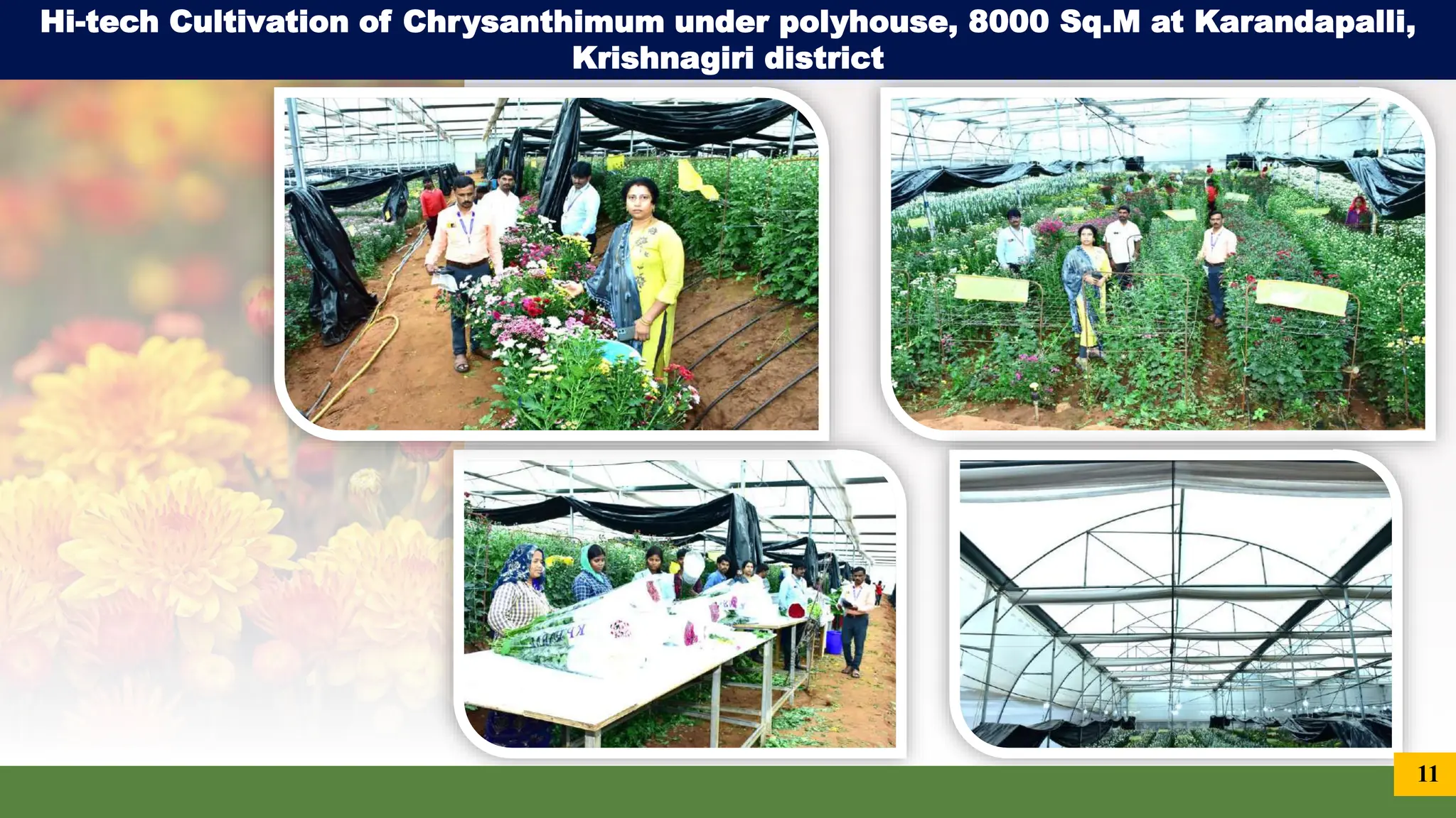 NHB PPT of horticulture schemes and data | PDF