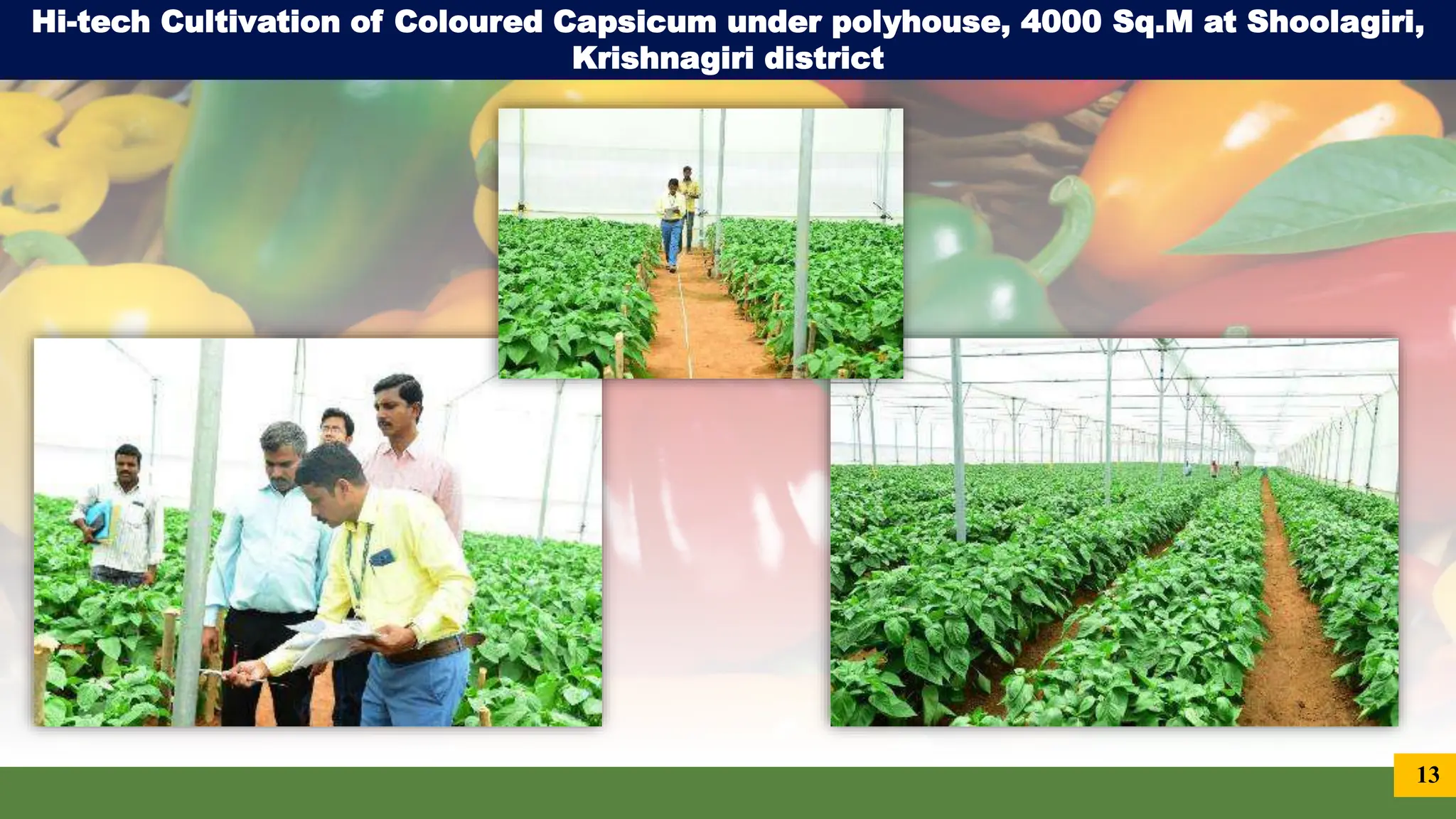 NHB PPT of horticulture schemes and data | PDF