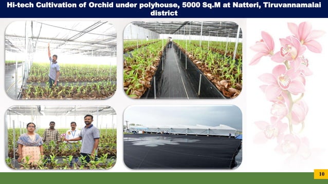 NHB PPT of horticulture schemes and data | PDF
